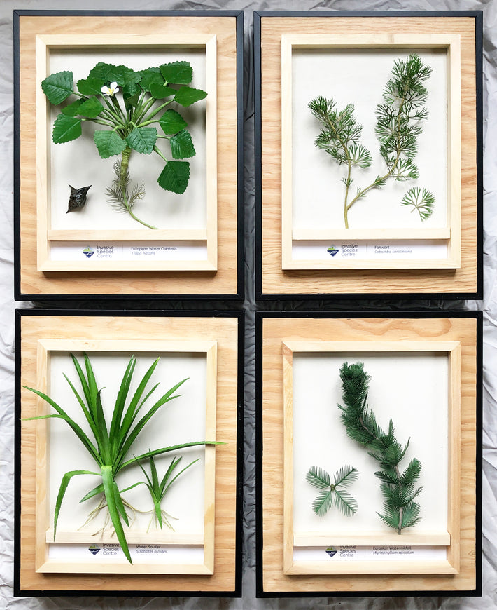 Daydream Flowers | Handmade Paper Botanicals